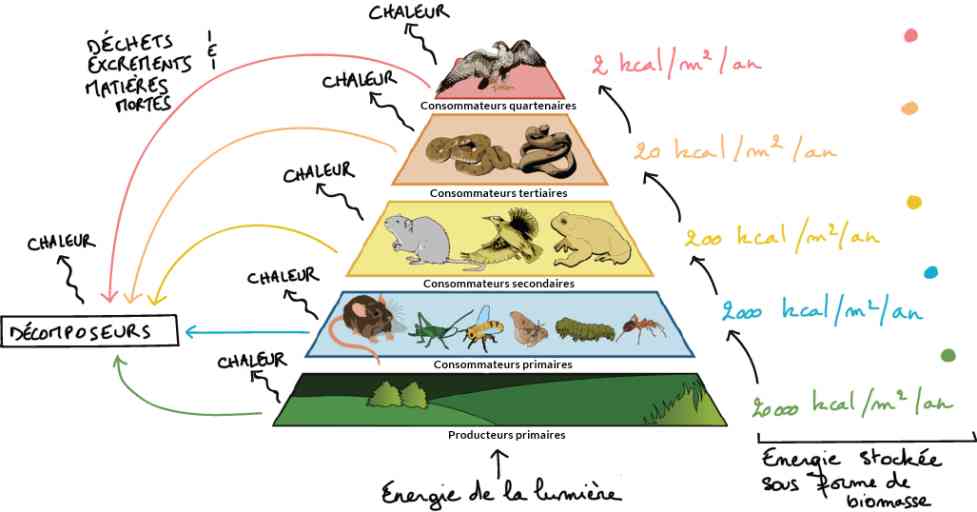 Les relations trophiques: Comprendre la signification et la structure ...